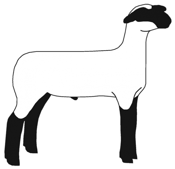 Free Show Lamb Clip Art | Sheep Graphics | Clublamb Images